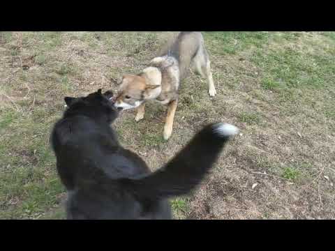 Shikoku and Karelian Bear Dog at play