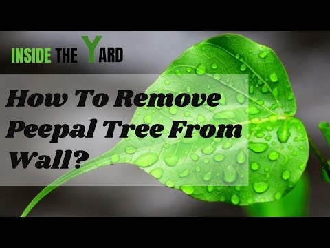 [Quick DIYs] How To Remove Peepal Tree from Wall- Inside The Yard