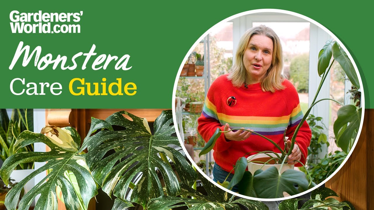 Swiss cheese plant | Complete guide to CARING FOR SWISS CHEESE PLANT (Monstera deliciosa)