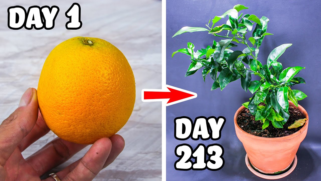 Growing Orange Tree From Seed Time Lapse (213 Days)