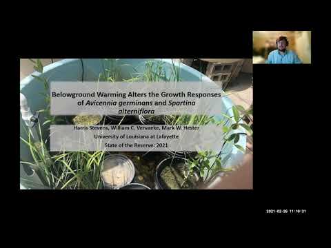 Belowground warming alters the growth responses of Avicennia germinans and Spartina alterniflora