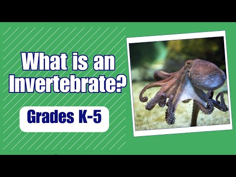 What is an Invertebrate - More Real World Science