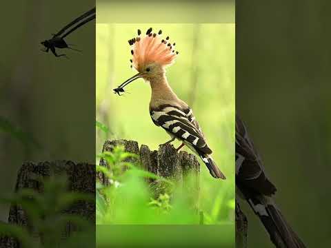 Hoopoe ( Upupa epops) , Slovakia