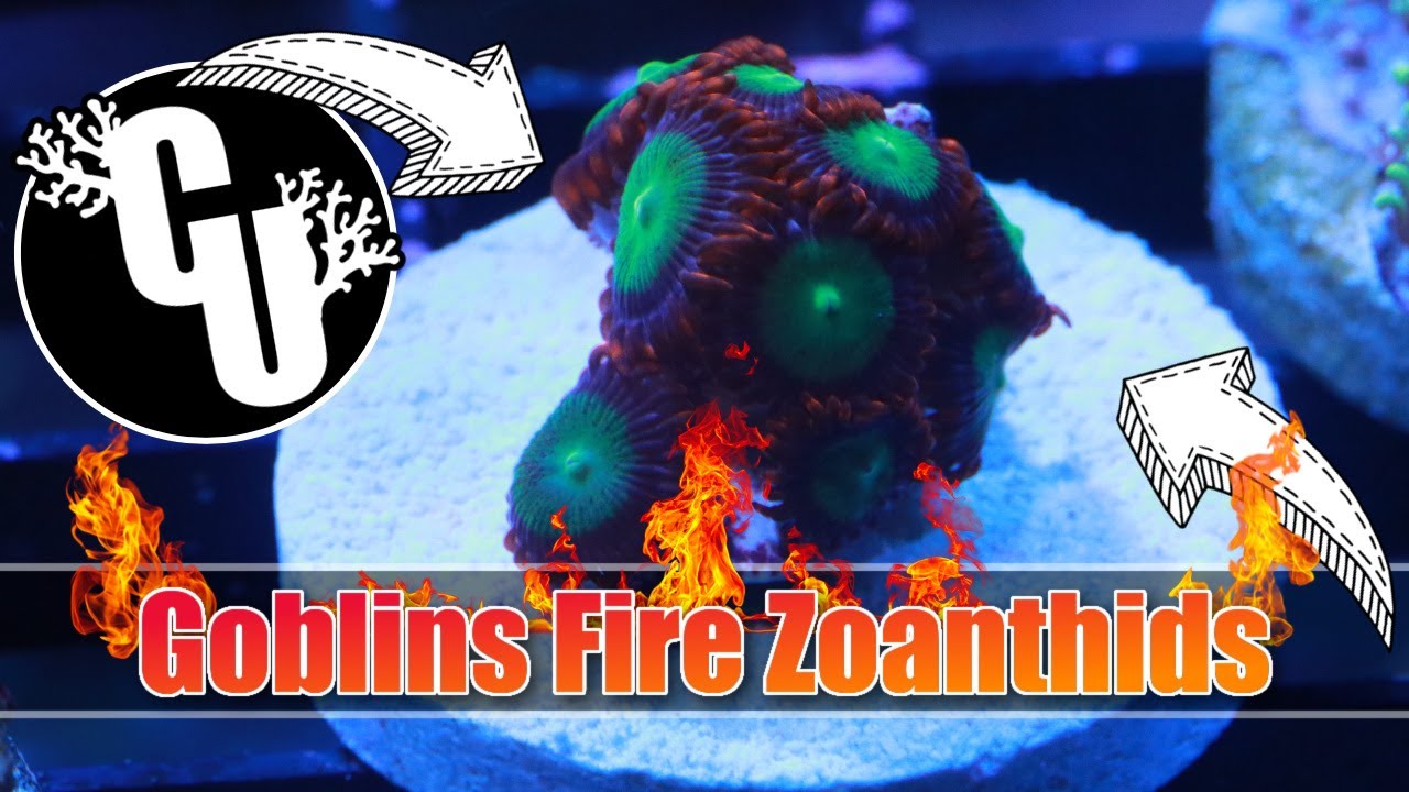 Goblins Fire Zoanthids | Corals Unlimited