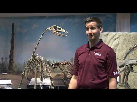 Cretaceous Q&A: What makes a dinosaur a dinosaur?