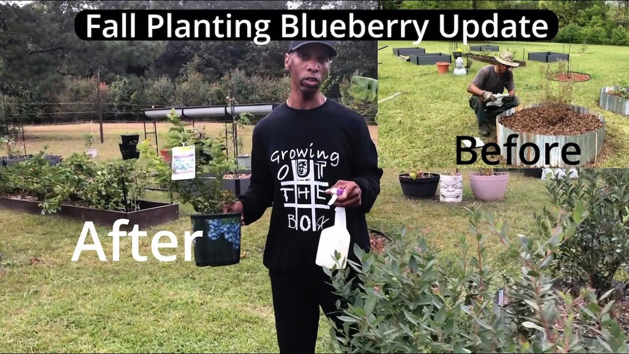 Fall Planting Blueberry Update!
