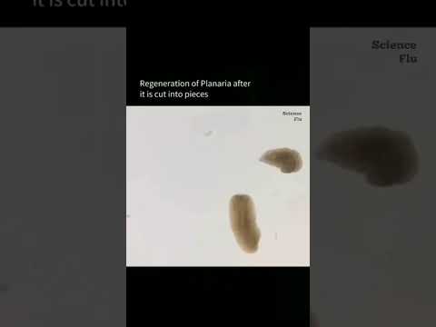 Regeneration Capacity | Biology Experiment #science #biology #animalkingdom #biologynotes