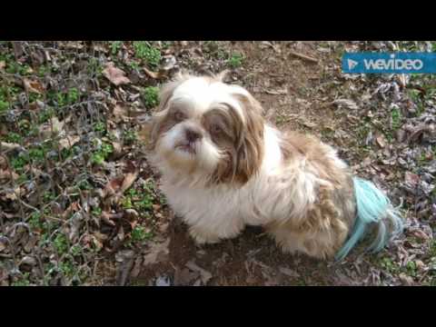 YMY sisters how to dye your dog hair with kool-aid eps. 5