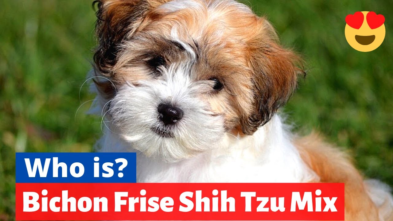 Bichon Frise Shih Tzu Mix (Shichon) : Should you get this Cross Breed? Shichon Facts, Size and Info