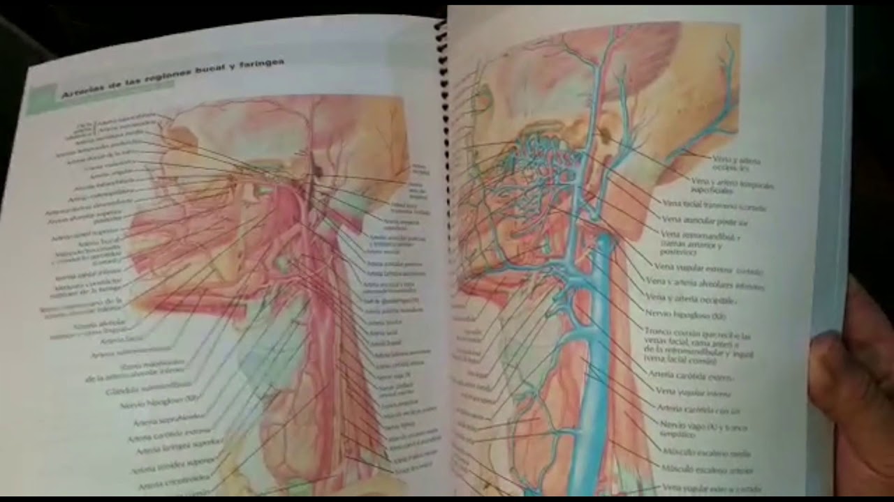 Atlas De Anatomía Humana Netter 6ª Edición Full Color