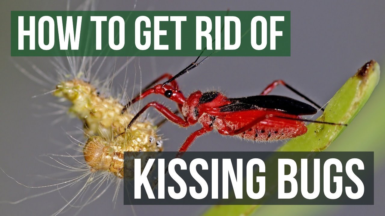 How To Get Rid of Kissing Bugs | DIY Kissing Bug Control Products
