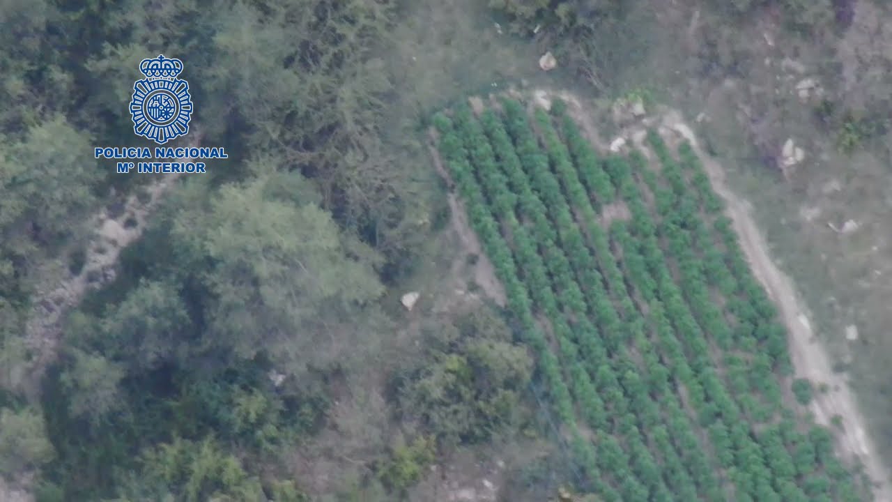 La Policía Nacional desmantela tres macroplantaciones formadas por 8.200 plantas de marihuana