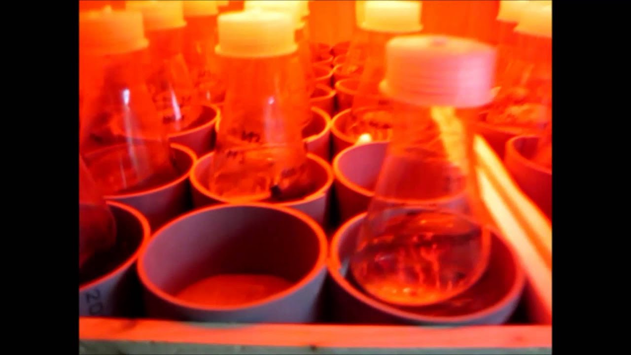 Hortimare: Propagating Seaweed for a Sustainable Future