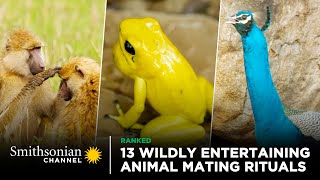13 Wildly Entertaining Animal Mating Rituals 😍 Smithsonian Channel ...