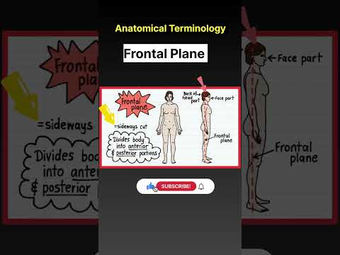 Frontal Plane | Anatomical Terminology #shorts #youtubeshorts