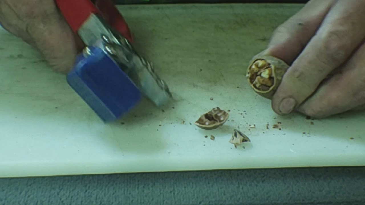Pecan Shelling with The Texan York Sheller-Nut Cracker