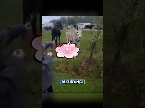 Sapi-Sapi ini pakai kalung apa?