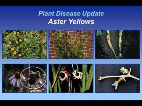 Aster Yellows
