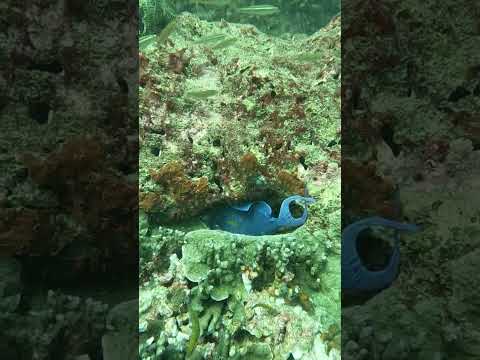 A sleeping red tooth Trigger fish. #shortsclip #shortsart #shortscraft #similanislands #thailand