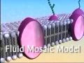 Health Cartoon About The Plasma Membrane Watch HD Mp4 Video Download Free