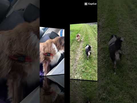 Album photos de mes chiens bergers australiens