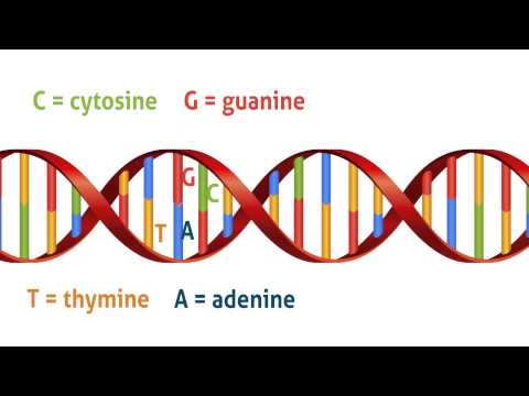 geneME® What is a SNP? v4