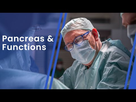 What is the Pancreas and what are its Functions? | Prof Buechler - Champalimaud Foundation