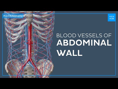 Major blood vessels of the abdominal wall - Quick Anatomy | Kenhub