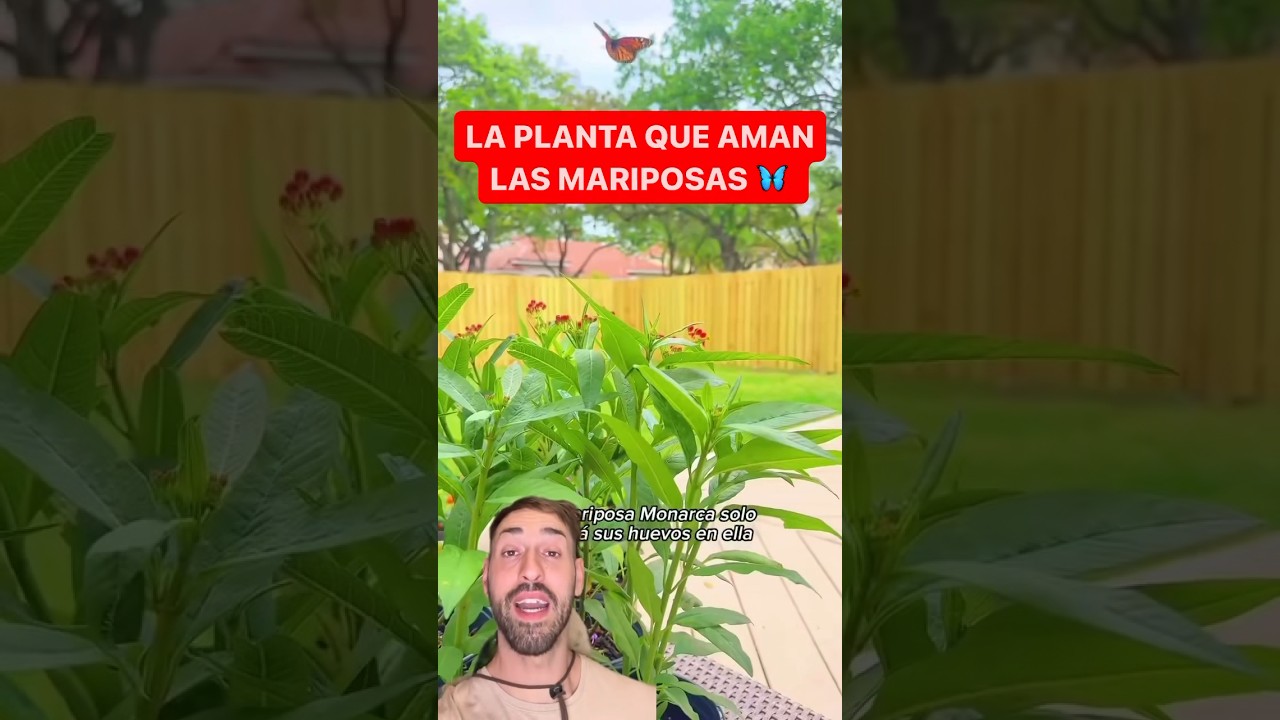 Grow This Plant and You'll Attract Thousands of 🦋 to Your Garden!