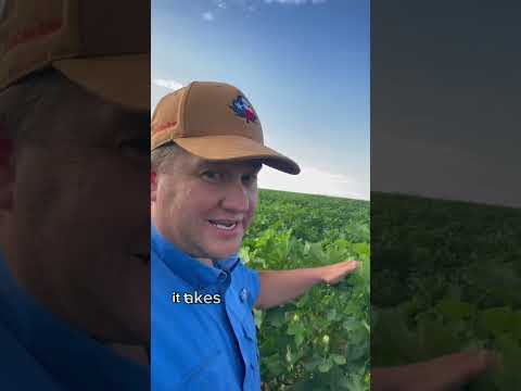 5 facts about cotton #cotton #cottonplant #farmfacts