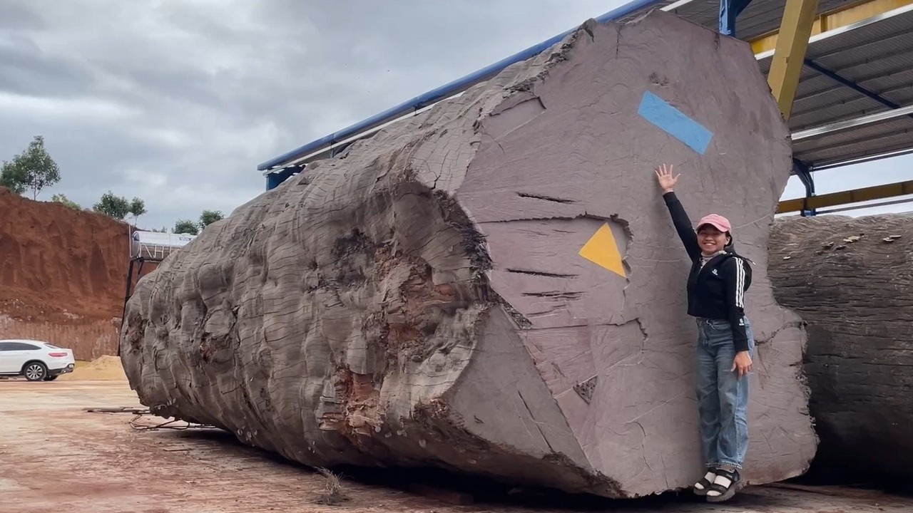Inside a 1,000-Year-Old Giant Log | What They Found