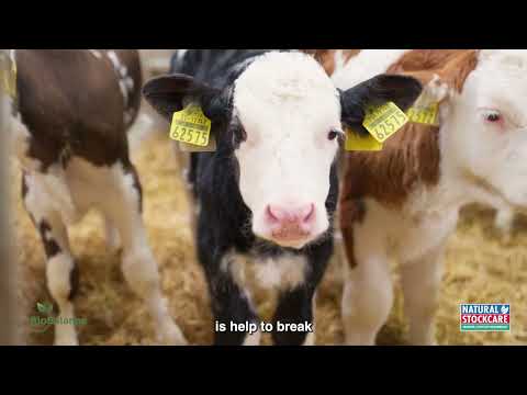 The Future of Farming: How BioBalance Elevates Young Animal Health