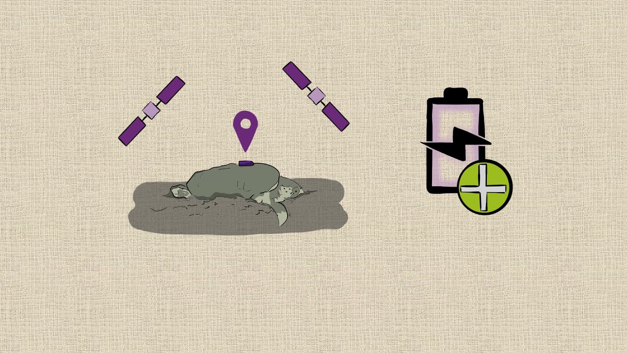 SnapperGPS: Algorithms for Energy-Efficient Low-Cost Location Estimation Using GNSS Signal Snapshots
