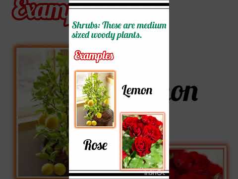 HERBS, SHRUBS AND TREES