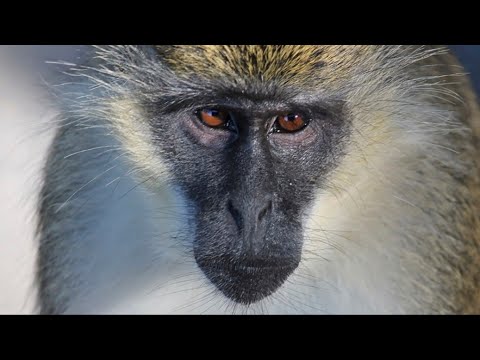San Antonio Animal Care Services: Verbet monkey in quarantine after ...