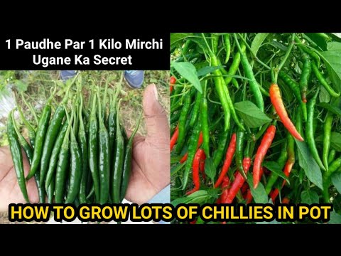 Chilli Seed - Wholesale Price & Mandi Rate for Arunim Chilli Seeds