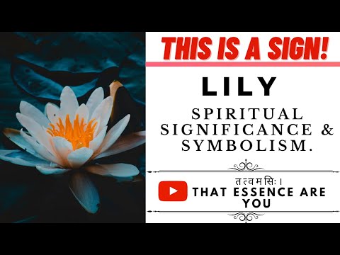 'Lily' Significance and Symbolism in Spirituality | Symbolism of Flowers.