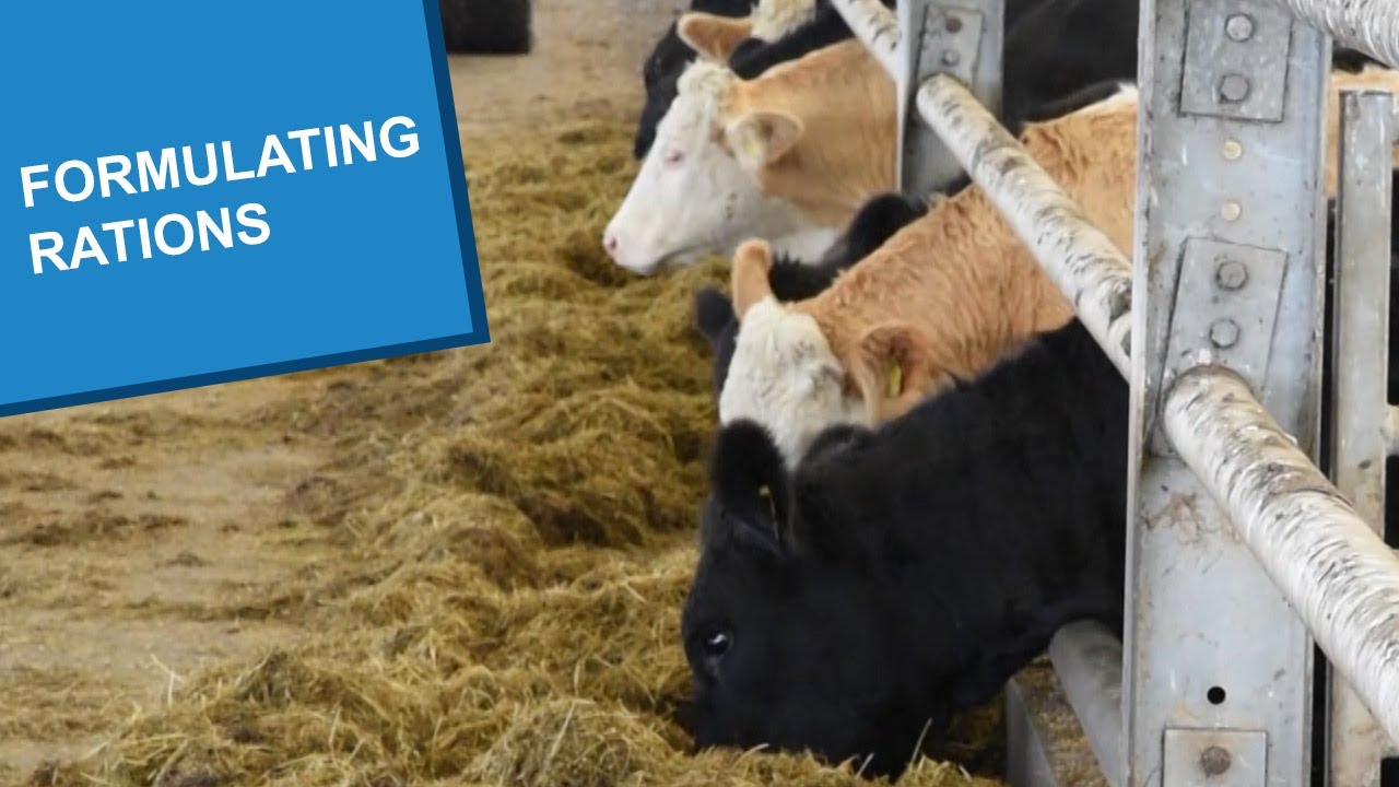 Forages and Feeds: Formulating Rations
