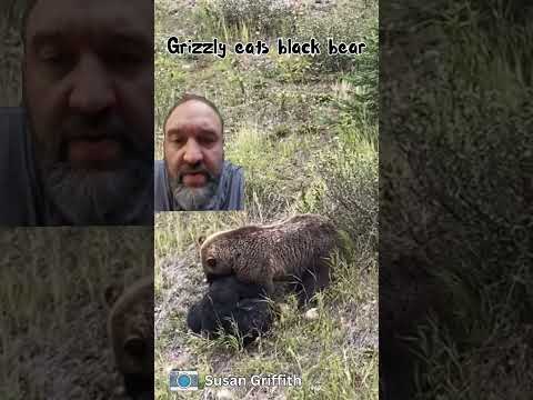 Grizzly eats black bear.