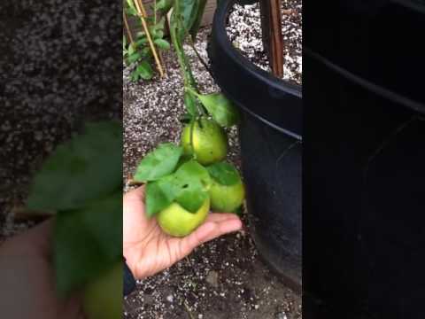 Tarocco Blood Orange Tree. 3 oranges, handful of flowers