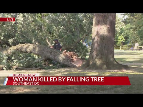 Witness explains moments before tree fell on woman, killing her at Garfield Park