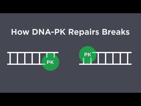 How DNA-PK Facilitates Repair from Double-Stranded DNA Breaks