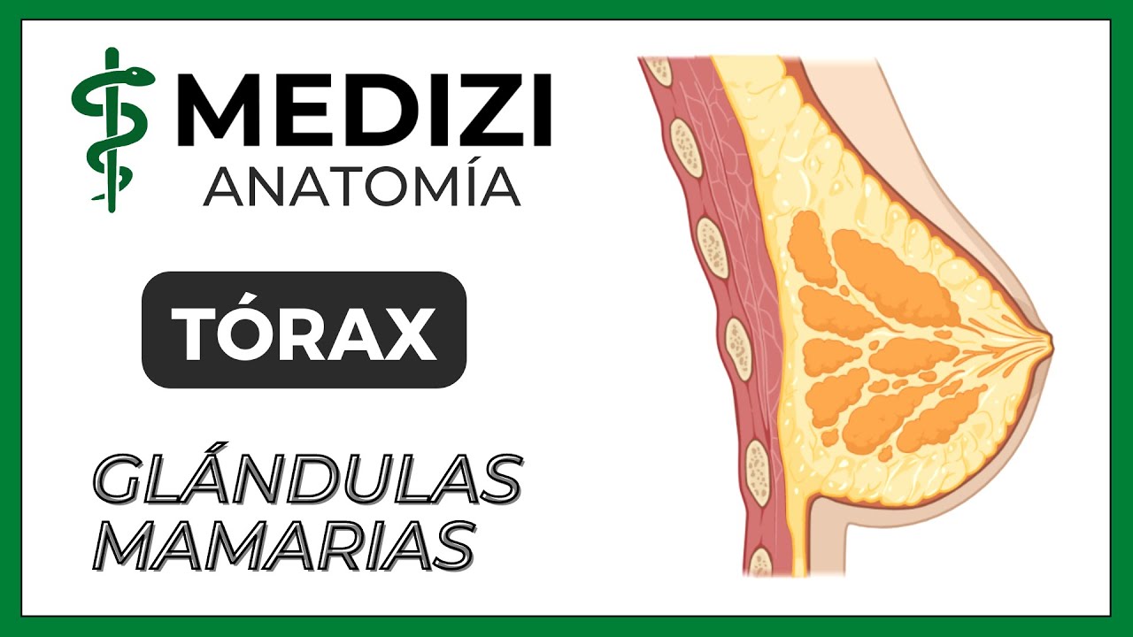 Anatomy of the Thorax - Mammary Glands