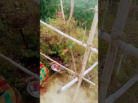 tulsi mata ????#shorts #youtubeshorts #up vloger prathma mom