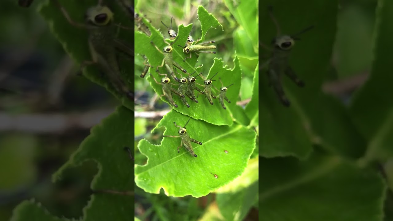 GRASSHOPPER ATTACK