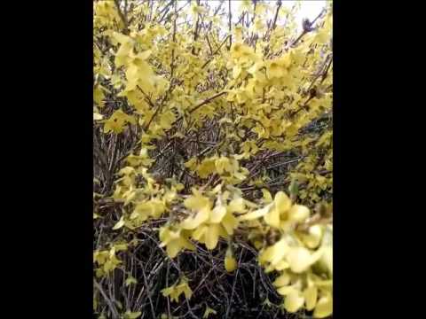 Forsythia x Intermedia Lynwood
