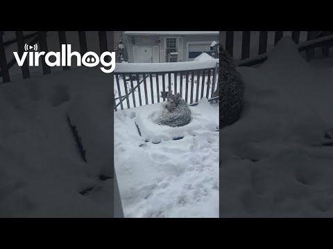 Siberian Husky Enjoys Laying Out In Snow || ViralHog