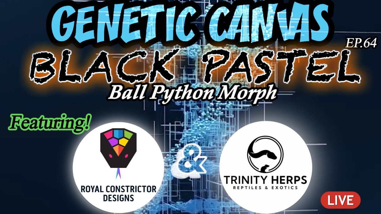 GENETIC CANVAS- BLACK PASTEL & FIRST EVER! SPLIT BALL PYTHON MORPH BREAKDOWNS -EP65