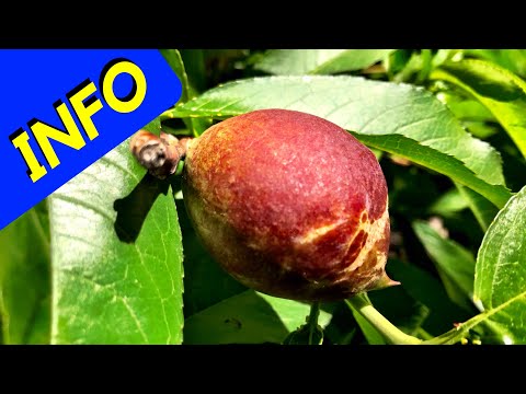 Fantasia Nectarine Tree (INFO)