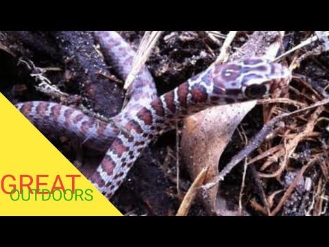 Black racer a misunderstood species